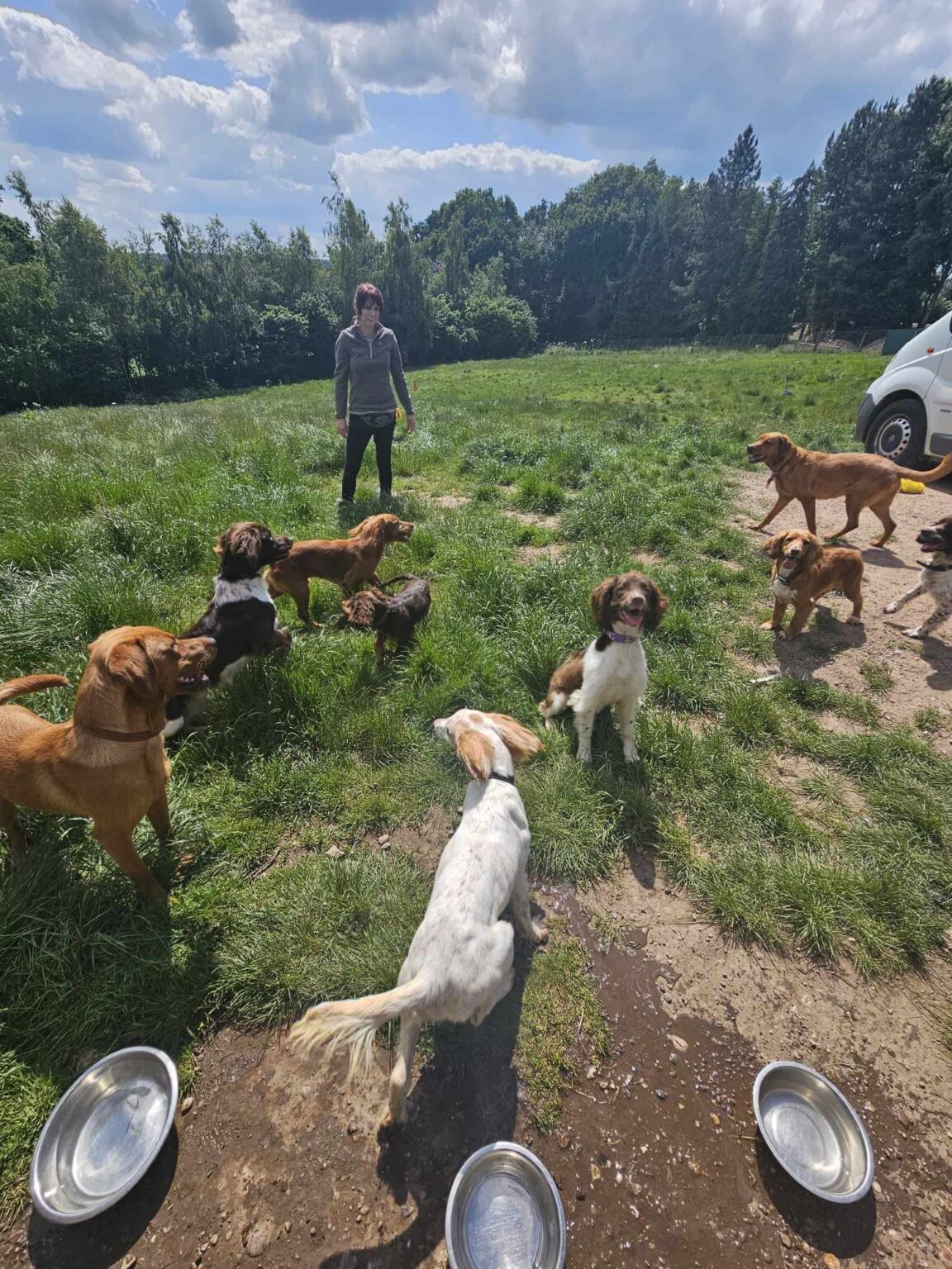 Waggy Workers Dog Rescue – Tails of Resilience