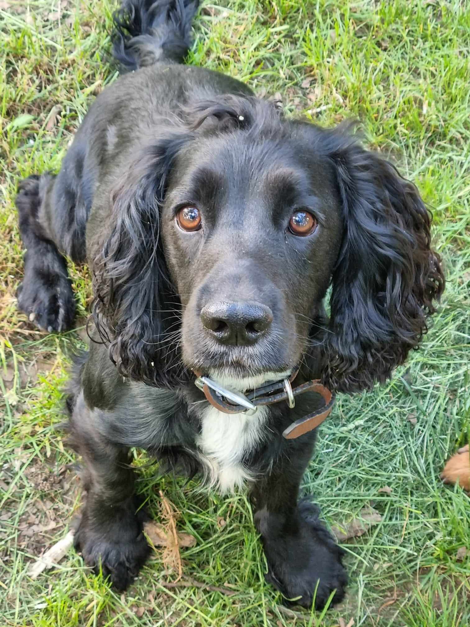 Local Resources – Waggy Workers Dog Rescue